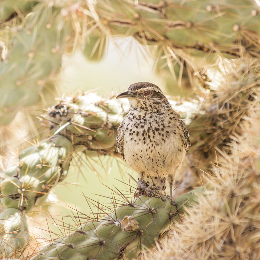 0024 – Cactus Wren – Brian Hughes